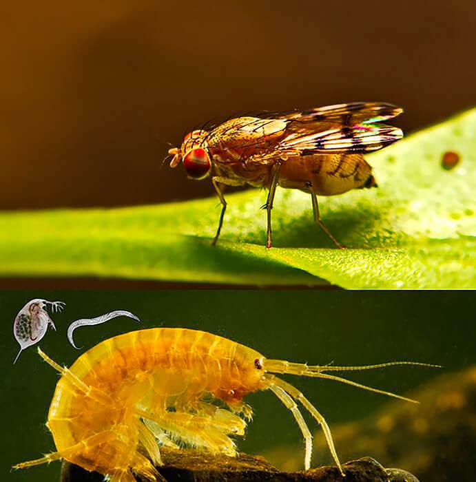 ZebraLab - Zebrafish observation software