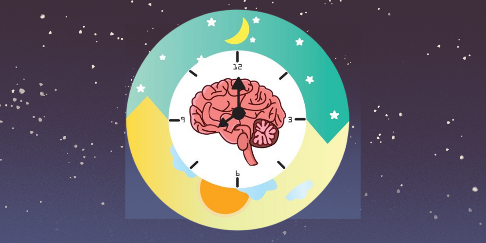 The circadian rhythm regulation in zebrafish